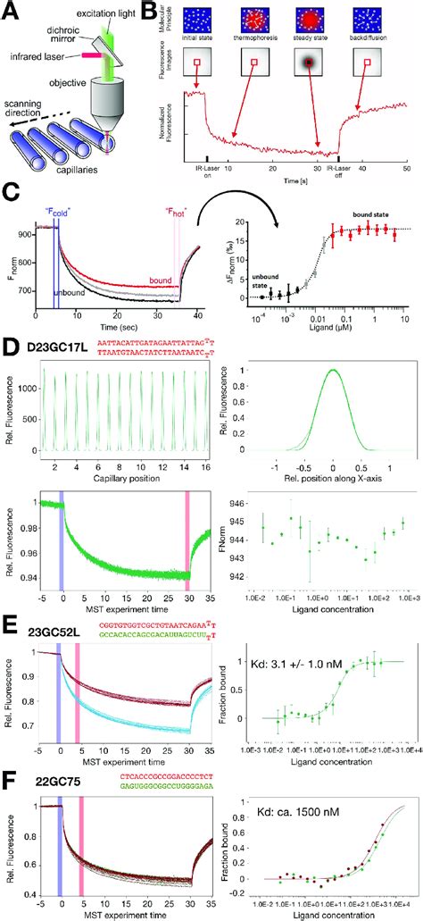 Determination Of R Loop Antibody Interactions By Mst A The Technical