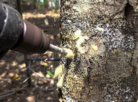 Die Geheimnisse Des Oud In Parfums Wikiparfum