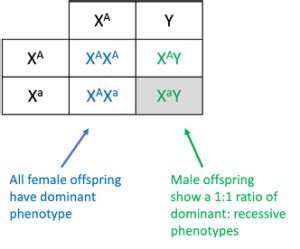 Sex Vs Gender Chromosomes Genes And Traits An Introduction To Genetics First Edition
