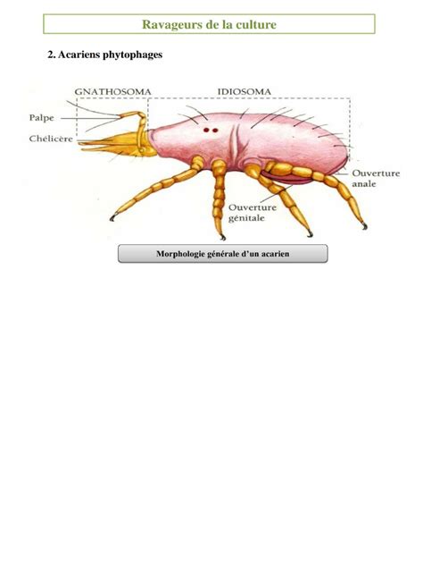 Acariens Pdf