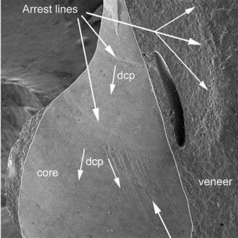 Sem Image Of A Detailed View Of The Twist Hackle Region Indicated In Download Scientific