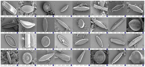 Fine Grained Identification Of Benthic Diatom Scanning Electron Microscopy Images Using A Deep