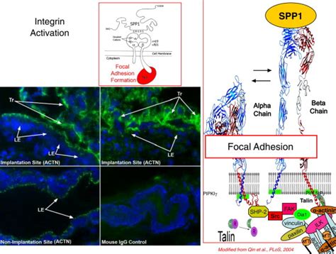 Secreted Phosphoprotein 1 Spp1 Interacts With The Integrin