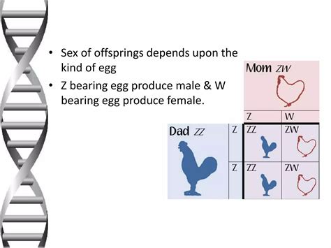 Sex Determination In Animals Pptx Sex Determination In Animals Pptx