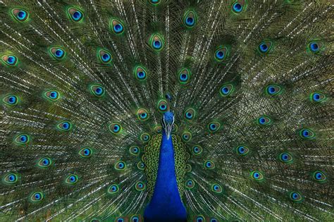 Filepeacock Male Wikipedia