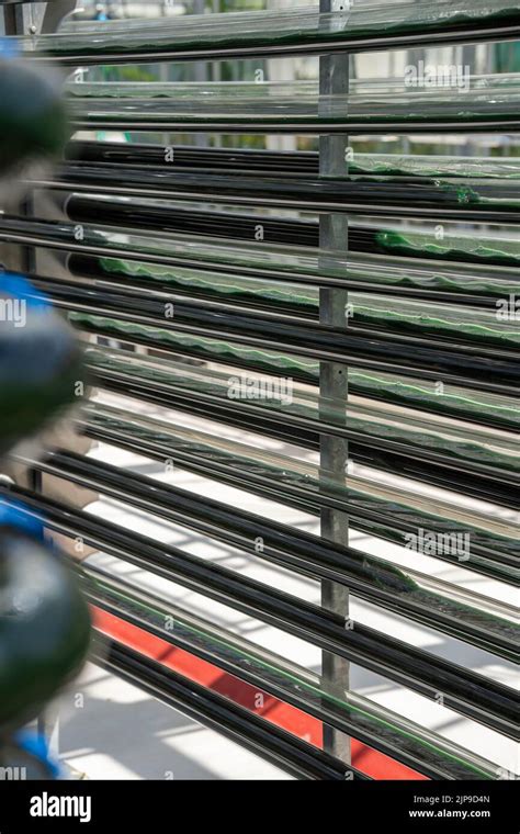 The Biomass Of Algae Can Be Converted Into Biofuel Or As A Replacement For Palm Oil In Addition