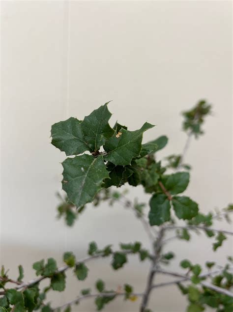 Quercus Wislizenii Interior Live Oak Plant Material