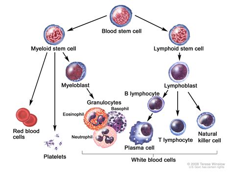 Definition Of Plasmacyte Nci Dictionary Of Cancer Terms Nci