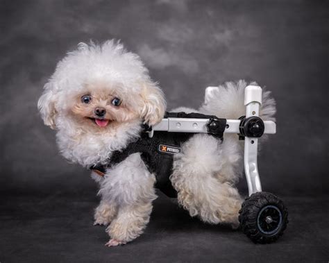 Adorably quirky rescue dog, Lufy, goes viral for his sweet look