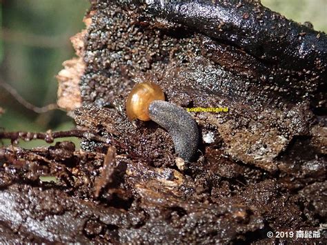 観察φ`д´メモメモ 南の螺旋 観察φ`д´メモメモ 南の螺旋