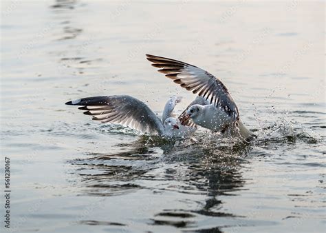 Wildlife Larus Charadriiformes Or White Seagull Two Birds Hunting On
