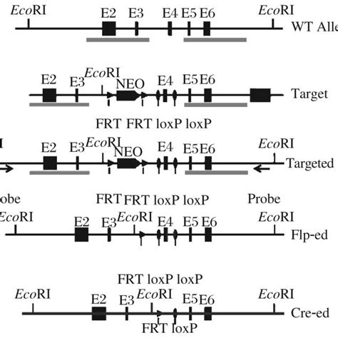 A Schematic Representation Of The Prl 3 Conditional Gene Targeting