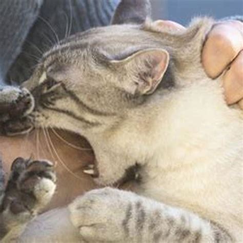 Is It Common For A Cat To Get Rabies DIY Seattle