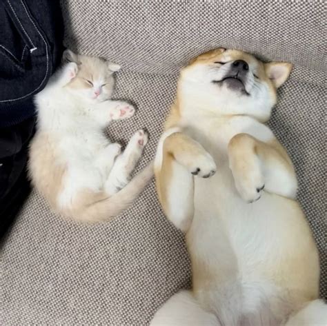 주말 독박육아하는 아빠들의 모습 유머 재미 감동 네모판