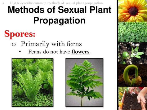Plant Propagation Sexual Reproduction Of Plants Ppt Download