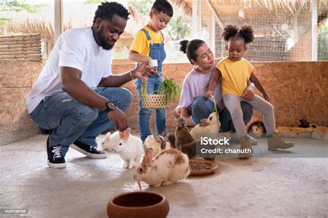 행복한 가족 아버지와 딸과 아들이있는 어머니는 농장에서 토끼를 먹입니다 농부에 대한 스톡 사진 및 기타 이미지 농부 2 3 살 30 34세 Istock