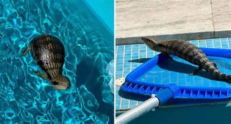 Warning Behind Adorable Image Of Blue Tongue Lizard Swimming In Pool