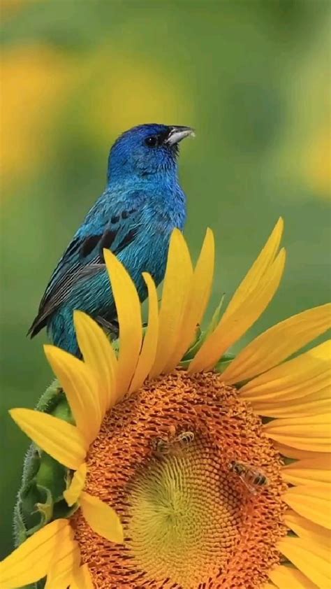 The Robin Meaning All About The Symbolism Of Robins The Full Guide Artofit