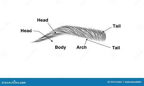 Structural Flow Diagram Infographic Structure Hierarchy Layout Vector