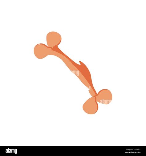 Bone Of Dead On White Background Vector Illustration Design Stock