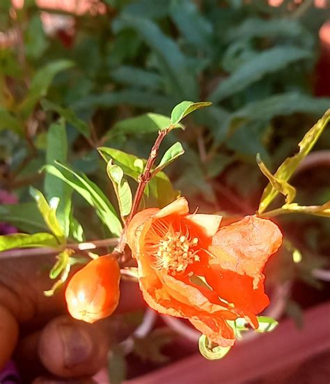 Passion Fruit Seedlings