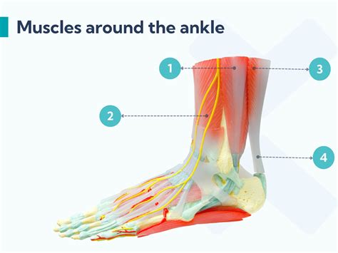 How Exercises Help You To Recover Faster From Your Ankle Sprain