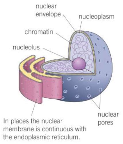 Nucleus Structure And Function