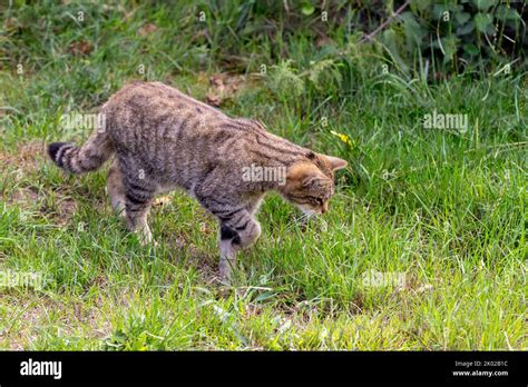 Scottish Wild Cat Felis Silvestris Captive Breeding Programme Large