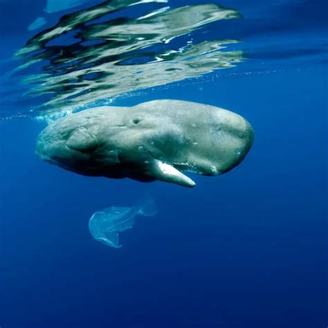 Blue Whales Natural Habitat