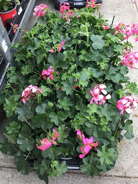 Geranium Pelargonium Trailing Pink Kew Gardener