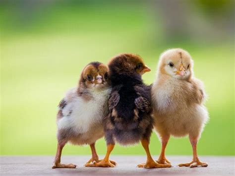 Finding Art In Poultry The Onagadori Chicken Chickens And More