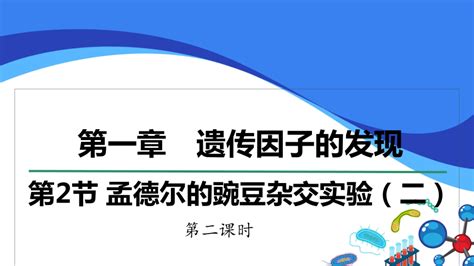 [生物]孟德尔的豌豆杂交实验 二 第2课时 共44张ppt 课件—高中生物人教版 2019 必修第二册 课件下载预览 二一课件通