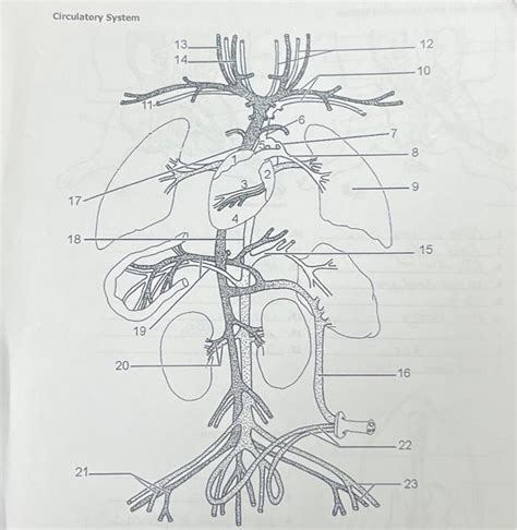 Solved Circulatory System Chegg