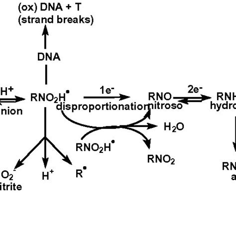 Scheme Representative Of The Usual Pathway For The Reduction Of The