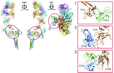 Ribbon Structure Of The Igm Bcr Cryo Em Reconstruction Of The Igm Bcr Download Scientific