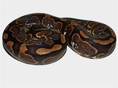 Morph List World Of Ball Pythons