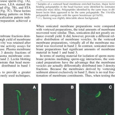 lectin blots of sperm membrane proteins sperm proteins recognized by