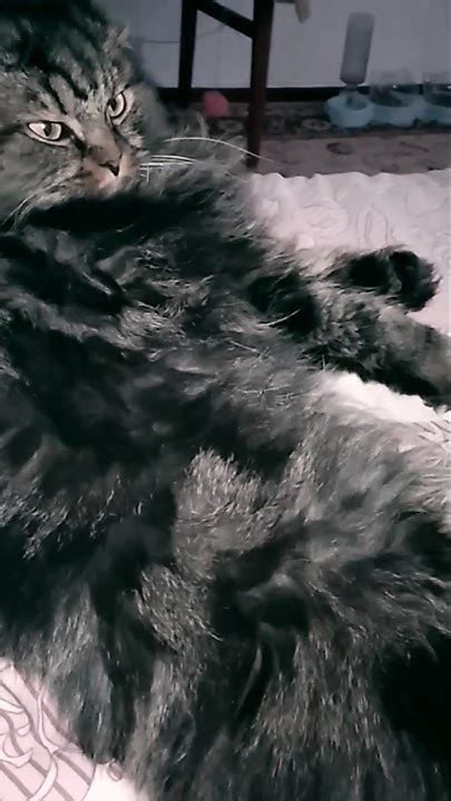 СПА салон У Вени 🤗🐱 жизнькота венька спапроцедуры скоттишфолд краснодар Cat Youtube