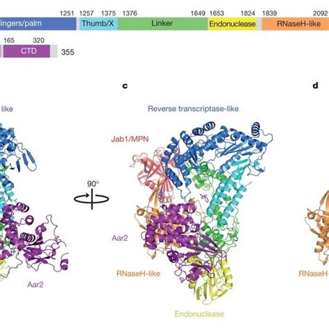 Overall Structure Of Yeast Prp8885 2413 In Complex With Aar2 A Domain