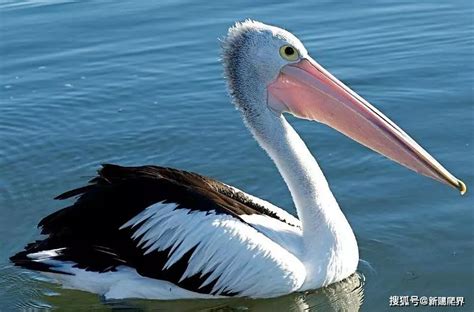 鹈鹕灌顶，正儿八经的科普文，教你一眼分辨出鹈鹕的的品种。喉囊