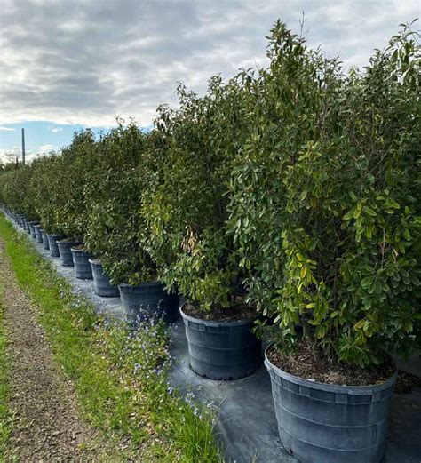 Best Plants For Sound Barrier And Noise Reduction Treeworld Wholesale