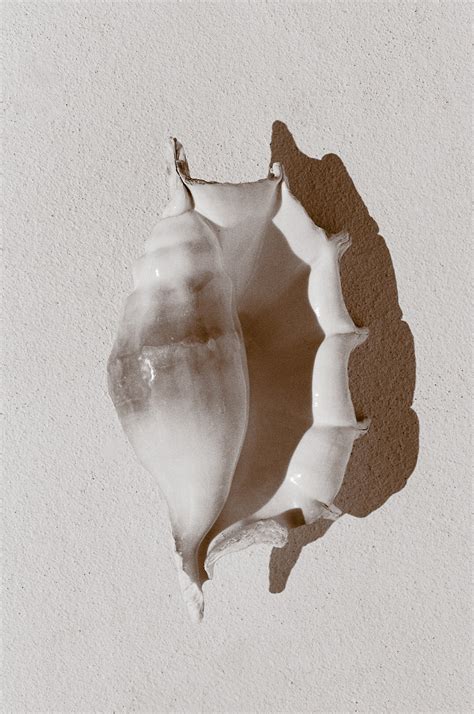 Tulip Shell Ii Australia Brooke Davies Ethos Common