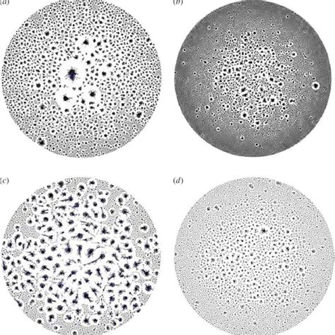 Gating Strategy Used To Identify Nk Cells And The Nk Cell Subsets Download Scientific Diagram