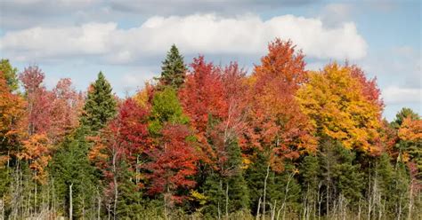 How Fast Do Maple Trees Grow