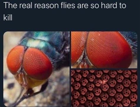 Why You Shouldn T Kill Flies At Cheryl Franklin Blog