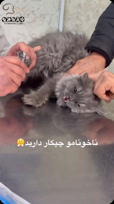 ‎بیمارستان دامپزشکی غرب‎ ‎ شما تا حالا این قدرت ها رو در سگ ها دیدین