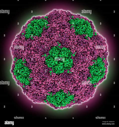 Human Parechovirus 1 Capsid Computer Model Showing The Capsid Structure Of The Human