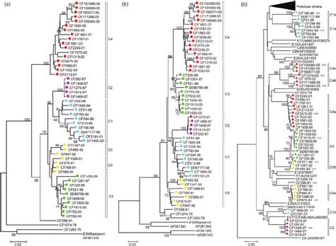 genetic clustering of 52 isolates determined with nucleotide sequences
