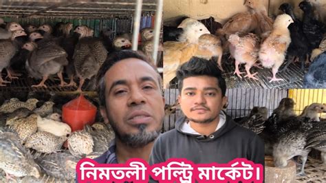 370 ৭০ টাকা রিজেক্ট কোয়েল টার্কি তিতির গলাছিলা মুরগির বাচ্চা । Shorif And Chicken Bd। Youtube