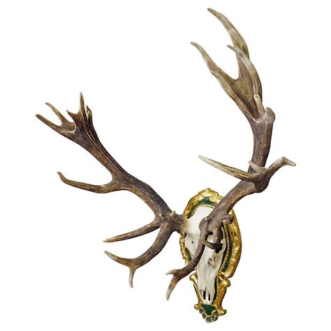 Capital Black Forest Uneven 32 Pointer Deer Trophy On Wooden Plaque For Sale At 1stdibs Deer Capital Black Forest Uneven 32 Pointer Deer Trophy On Wooden Plaque For Sale At 1stdibs Deer